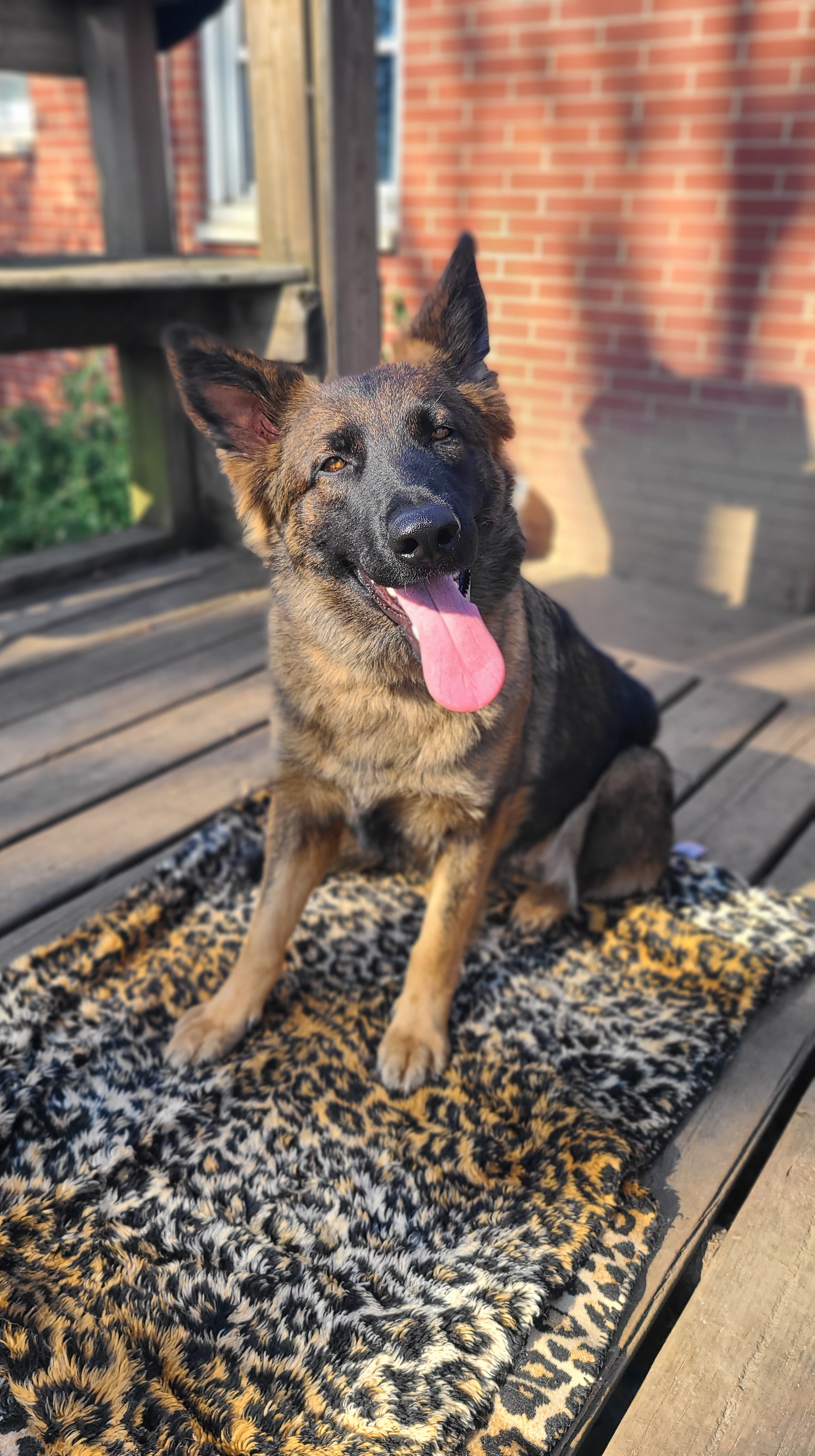 Zayda- sable – Von Holtzapple German Shepherds